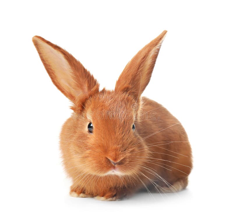 Adorable Bunny Rabbit on White Background Stock Image - Image of bunny ...