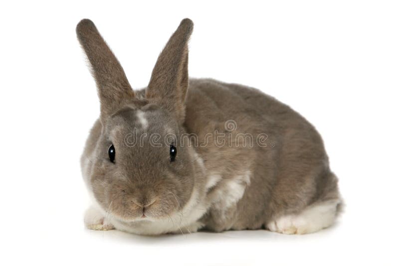 Adorable Bunny on White Background Stock Image - Image of studio, white ...