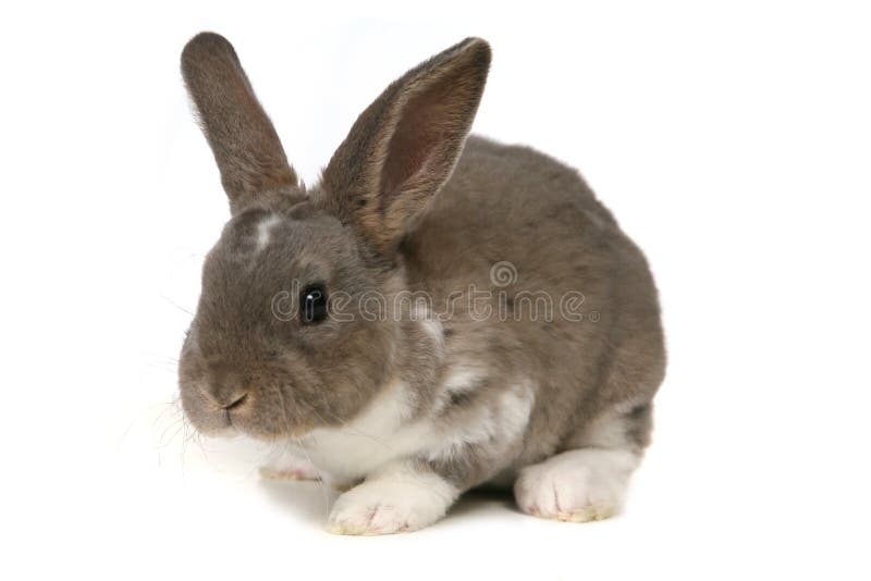 Adorable Bunny on White Background Stock Image - Image of mammal ...