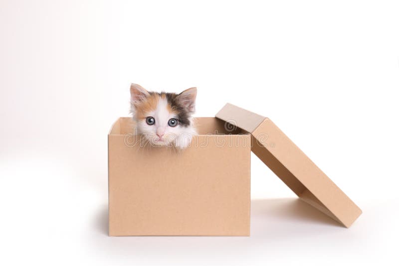 Adorable Calico Kitten in a Box on a White Background Stock Photo ...