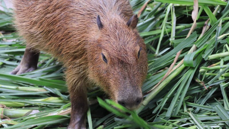 Adorable Capybara Chewing Grasses so Happily Stock Video - Video of capybara, meal: 339594529