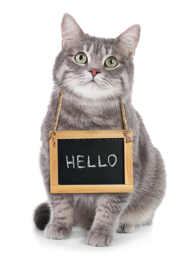 Adorable Cat with Hello Sign on White Background Stock Image - Image of ...