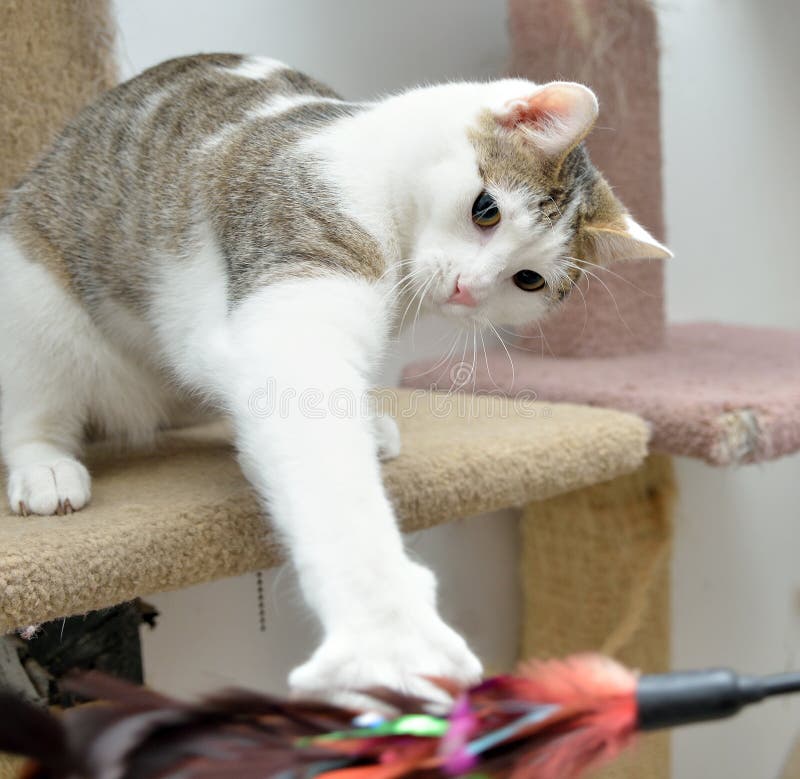 Adorable cat - house cat stock image. Image of kitten - 29423447