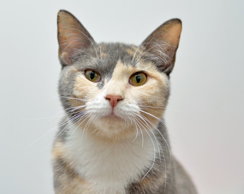 Adorable cat - house cat stock photo. Image of close - 29423464