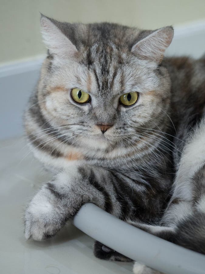 Adorable Cat Looking Forward, Cute Cat Sitting on Chair Stock Photo ...