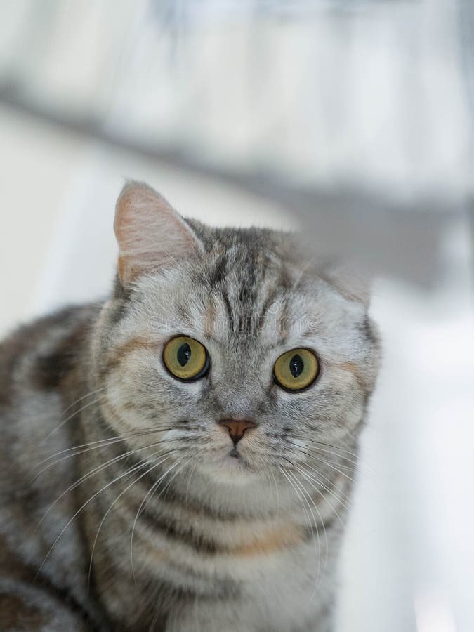 Adorable Cat Looking Forward, Cute Cat Sitting on Chair Stock Image ...
