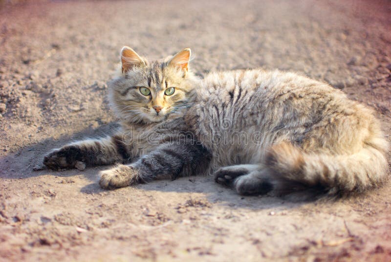 Adorable Cat Lying on Ground Stock Image - Image of nature, face: 51970073
