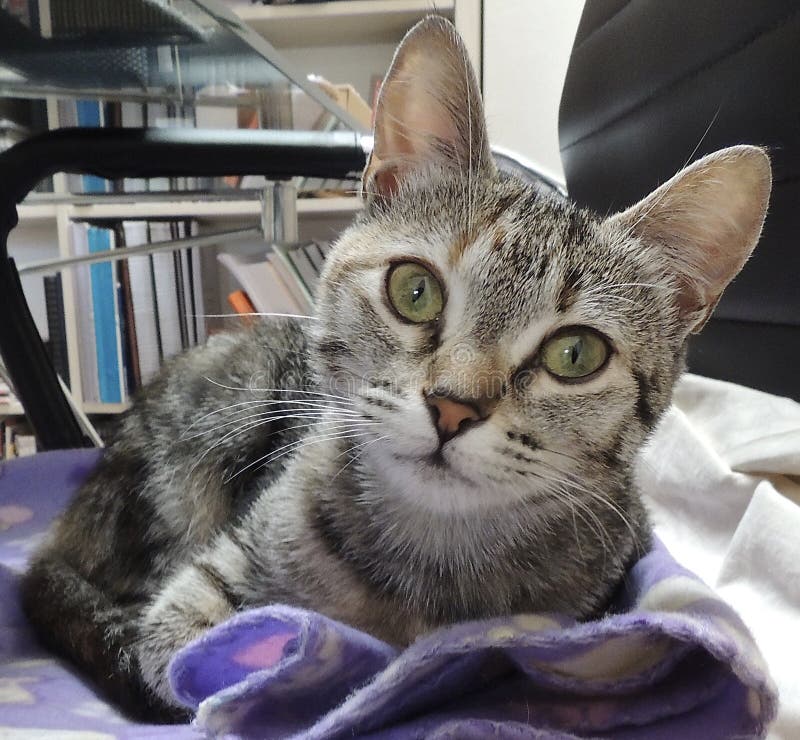 Adorable cat in the office stock photo. Image of closeup - 148742266