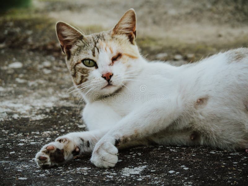 Adorable cat with one eye stock image. Image of wildlife - 262340641