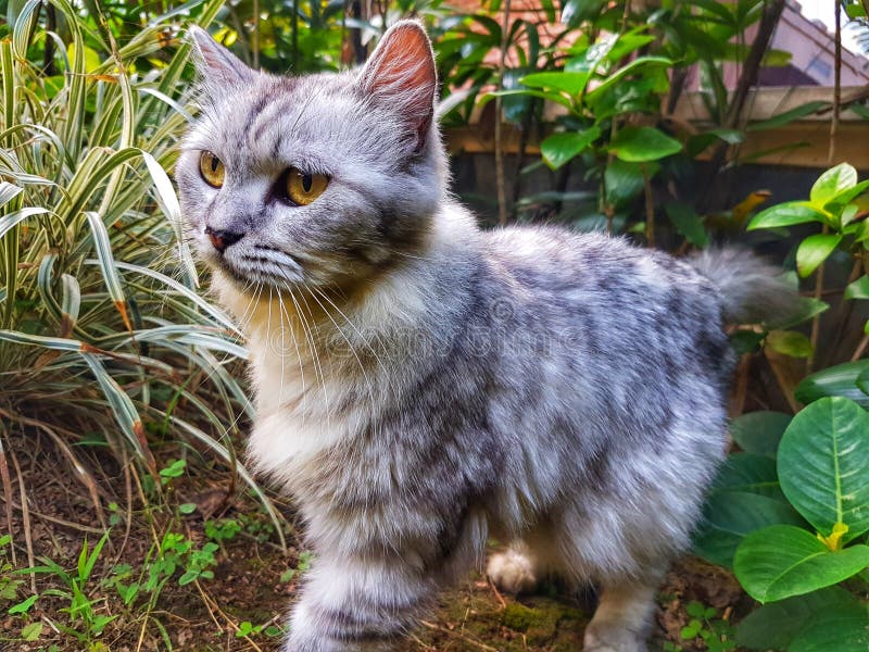 Adorable Cat with a Sharp Eyes Stock Photo - Image of animal, adorable ...