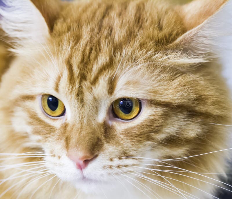 Great Red Cat Of Siberian Breed In The House Stock Image - Image of ...