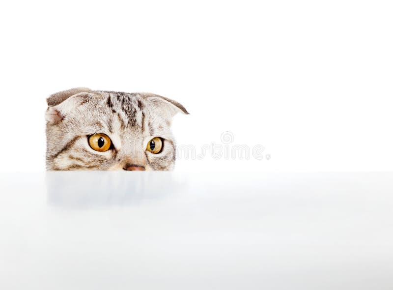 Adorable Cat Stared Something on the Table Stock Photo - Image of ...