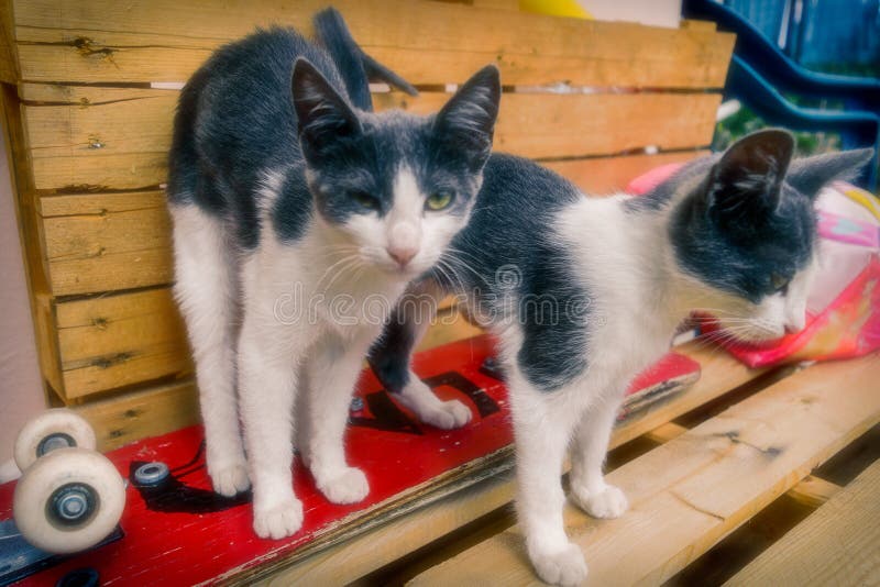 Adorable Cats Looking at the Camera Stock Photo - Image of feline ...