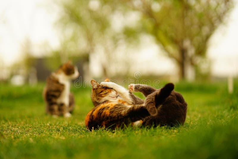 Adorable Cats Playing Together in Green Grassy Field at Sunset Stock ...
