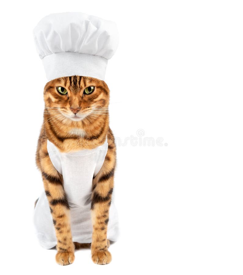 Adorable Chef Cat with Apron and Chef Hat Stock Image - Image of ...