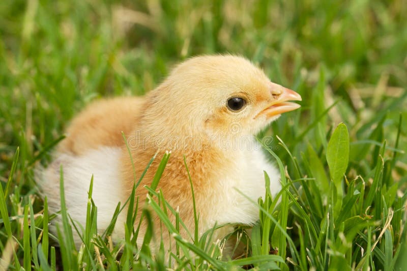 Chick new born stock photo. Image of parental, nurturing - 840740