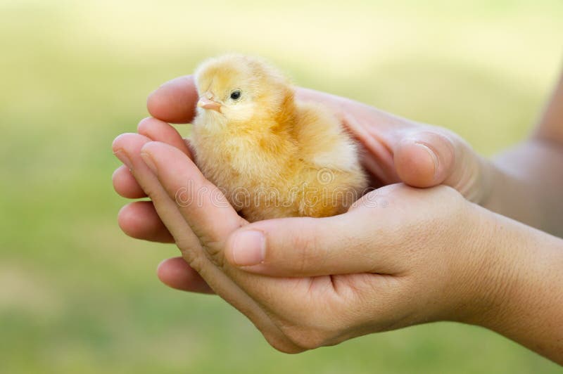Adorable Chick Protected by Hands Stock Image - Image of cute, animal ...