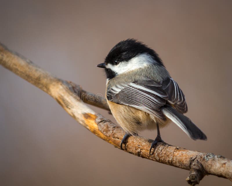 Adorable Chickadee on Branch Stock Photo - Image of pose, white: 63841602