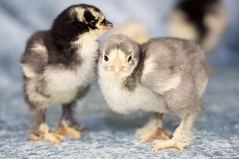 Adorable chickens stock image. Image of young, grey, adorable - 4635037