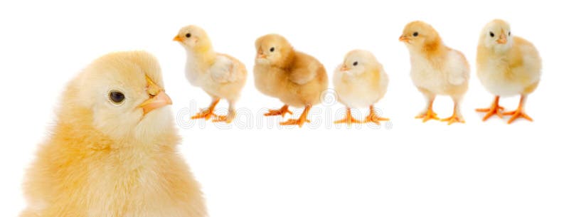 Five Yellow Chicks and One Chick Black Stock Image - Image of cute ...