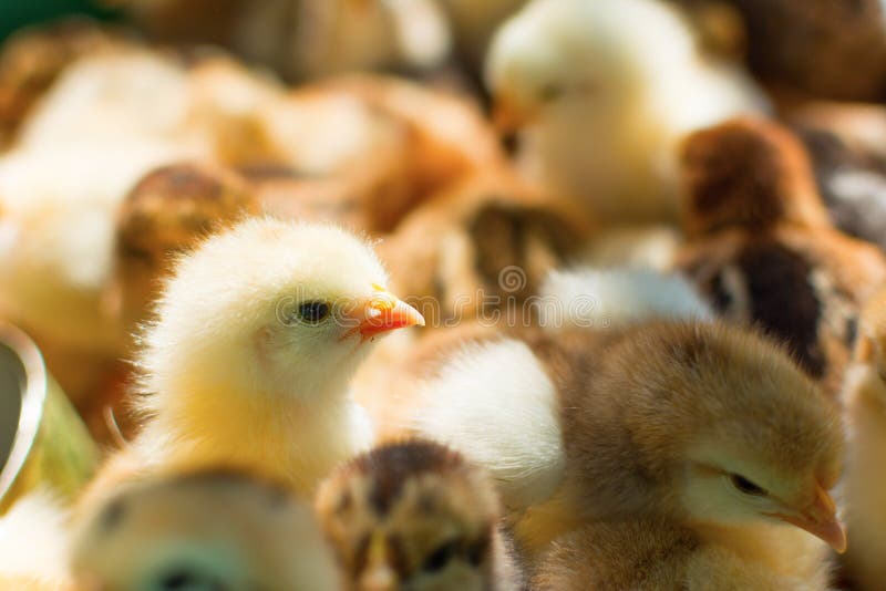 Adorable chicks stock image. Image of animals, flock - 59985263