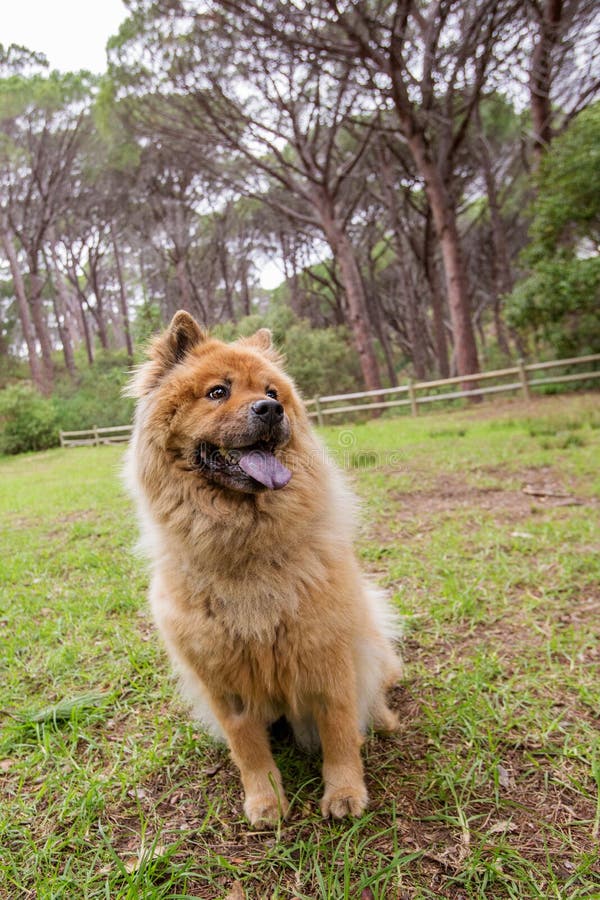 Chow Chow Dog Sitting on Grass in a Park Stock Image - Image of camera ...