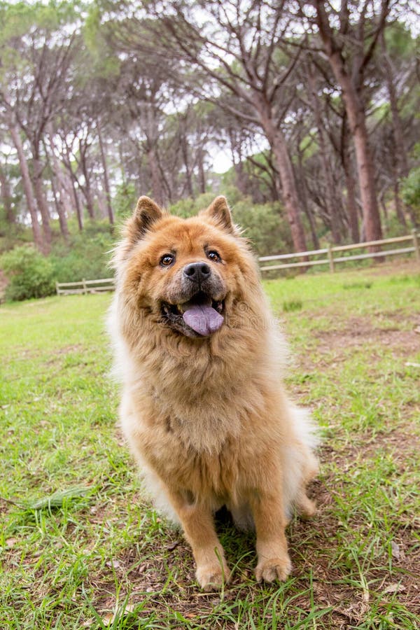 An Adorable Chow Chow Dog in a Forest Stock Photo - Image of domestic ...