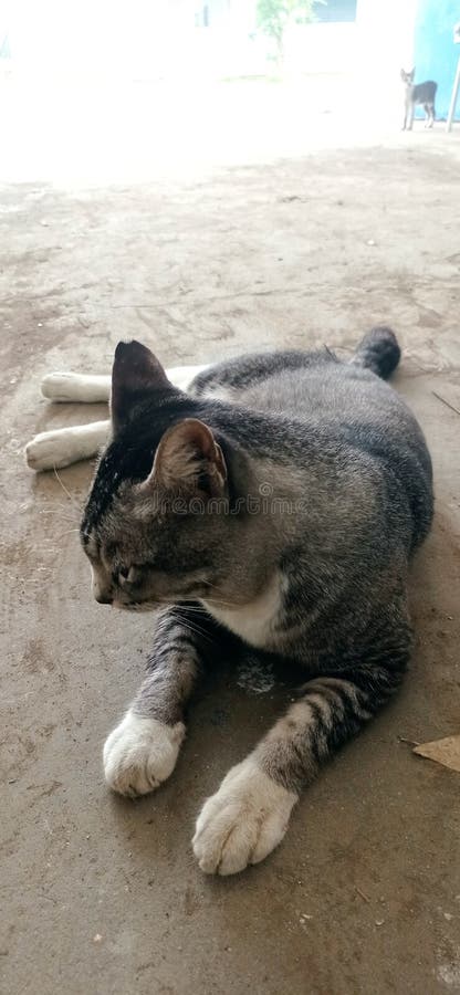 Adorable Chubby Mouse with Big Eyes and Folded Paws, Sitting on a ...