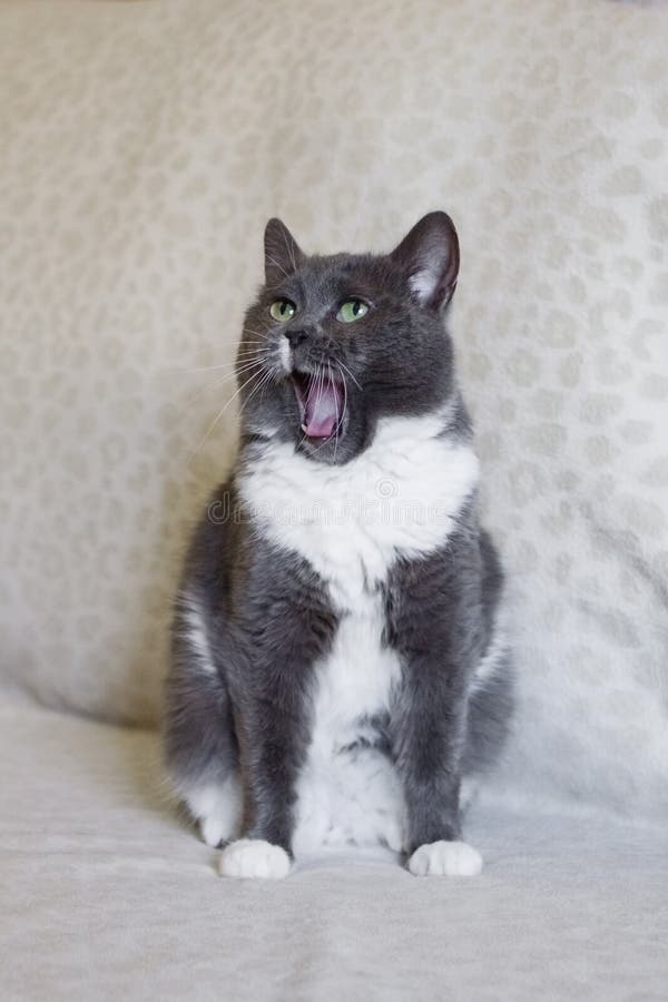 Adorable Chubby White-blue Cat with Open Mouth. Sleepy Cat is Yawning ...