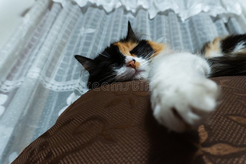 Adorable Closeup Low Angle Shot of a Sleeping Cat Stock Image - Image ...