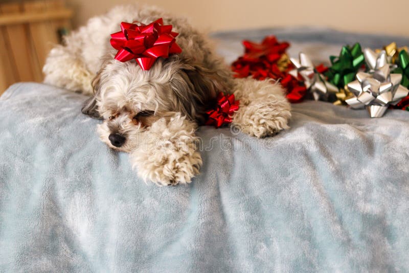 Adorable Cockapoo Dog Laying on a Bed Stock Image - Image of funny ...