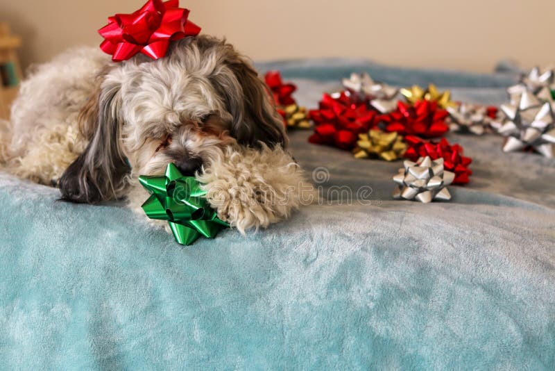 Adorable Cockapoo Dog Playing with Christmas Bows Stock Photo - Image ...