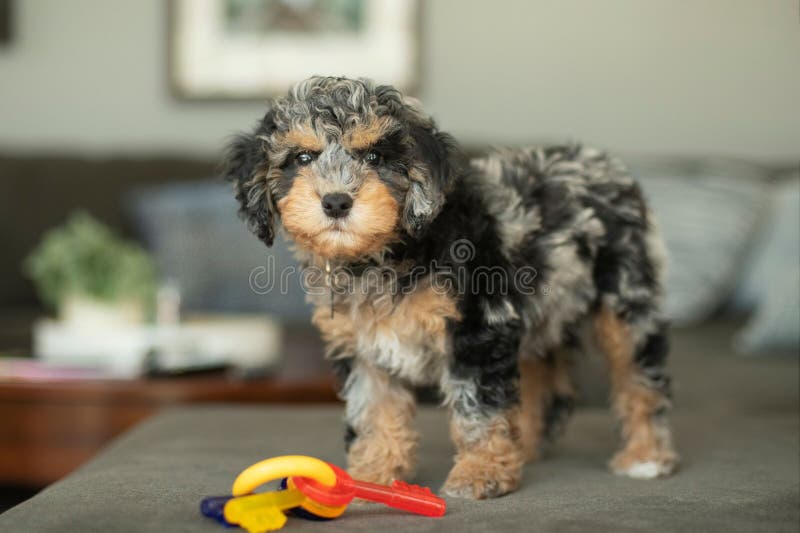Adorable Cockapoo Puppy Standing on a Plush Couch with a Toy in Front ...