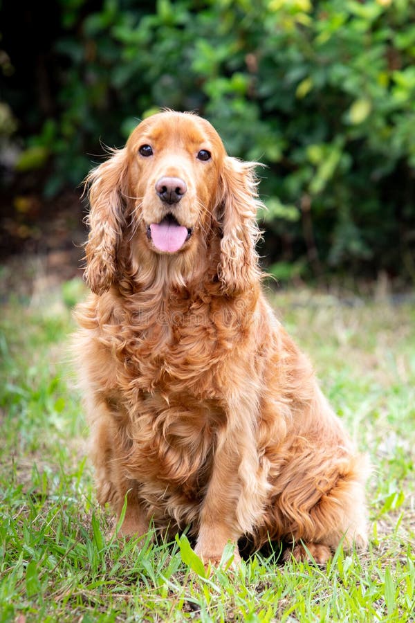 Adorable Cocker Spaniel Outside Stock Image - Image of fluffy, look ...