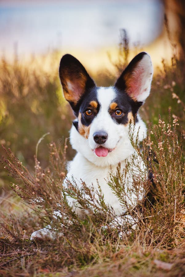 Adorable Corgi Dog Lying Down Outdoors Stock Image - Image of cute ...