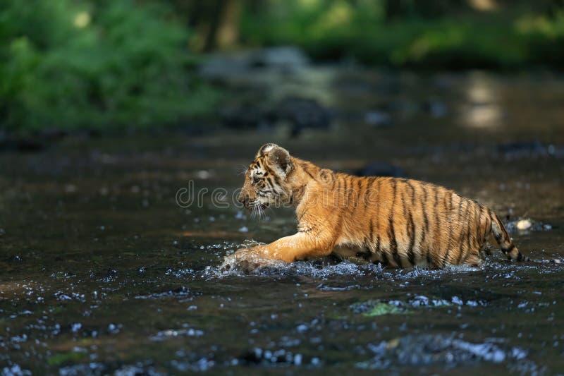 Adorable Cub of Bengal Tiger is Running in the River Stock Photo ...