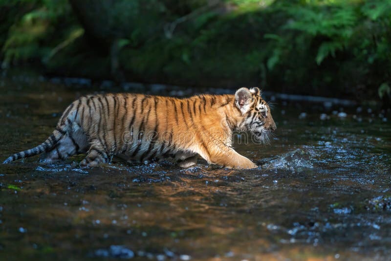 Adorable Cub of Bengal Tiger is Walking in the River Stock Photo ...