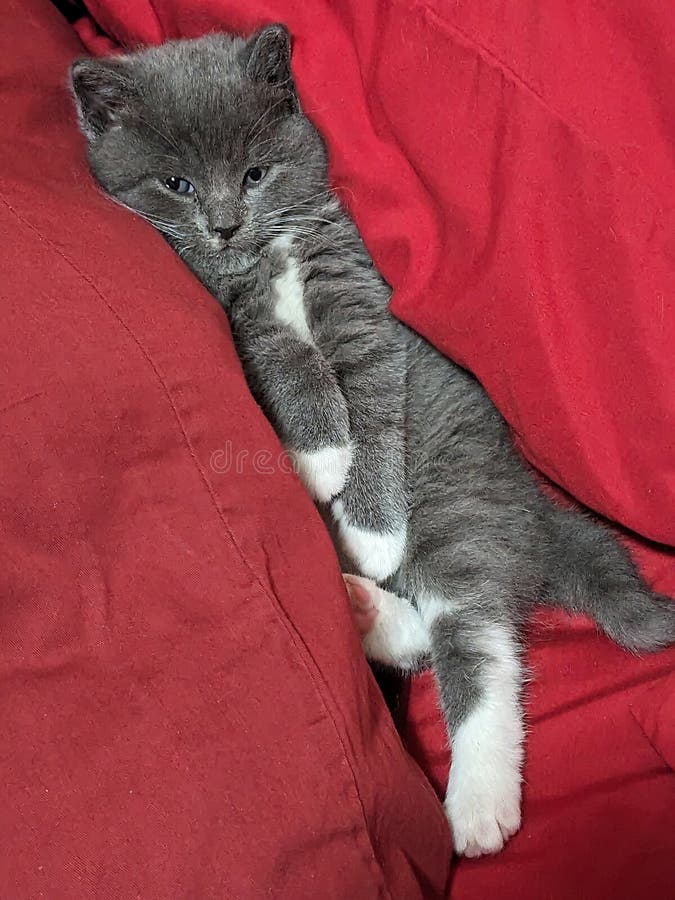 Adorable Cuddly Kitten stock photo. Image of wildcat - 332061754