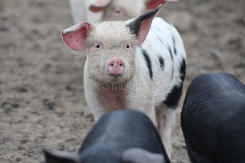 Adorable curious piglet stock image. Image of farm, sweet - 68928445