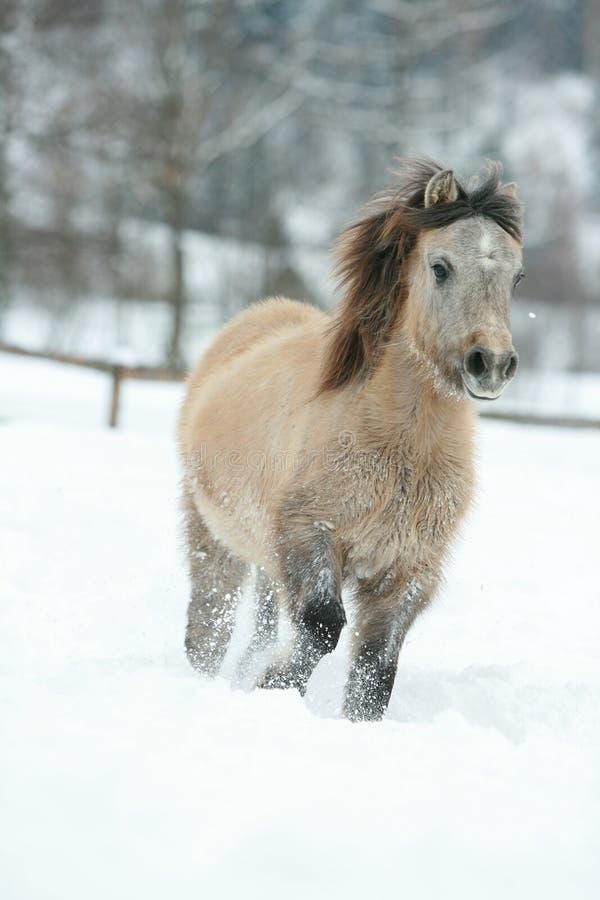 Adorable and Cute Bay Pony Running in Winter Stock Photo - Image of ...