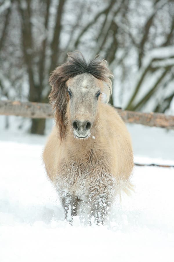 Adorable and Cute Bay Pony Running in Winter Stock Image - Image of ...