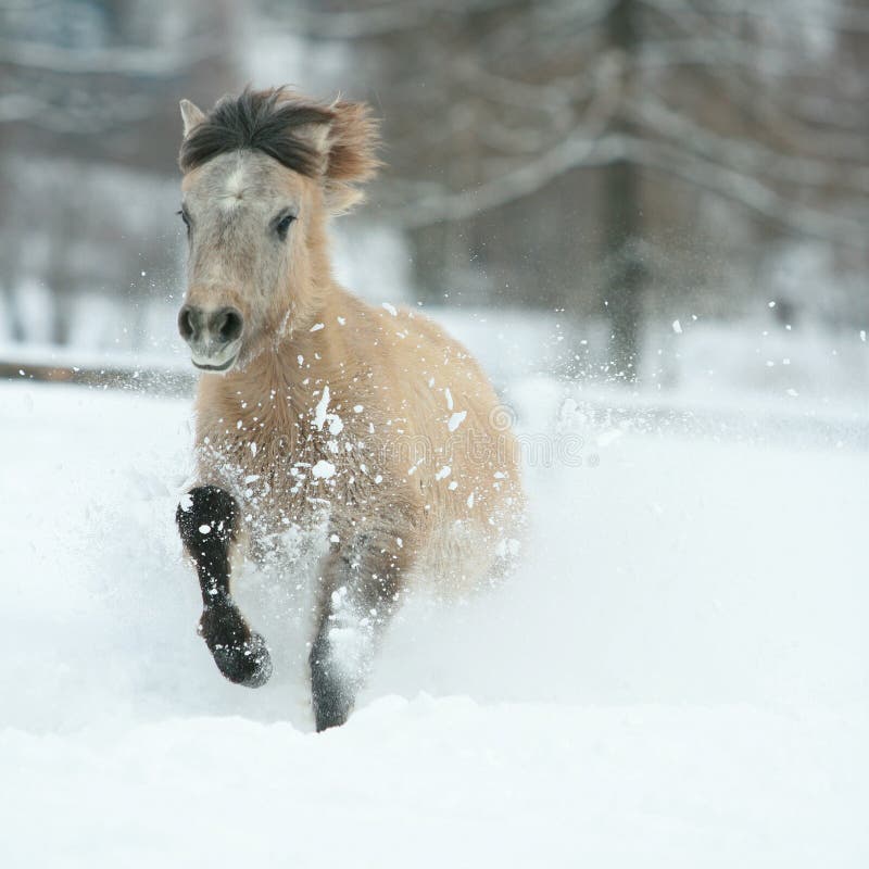 Adorable and Cute Bay Pony Running in Winter Stock Photo - Image of ...