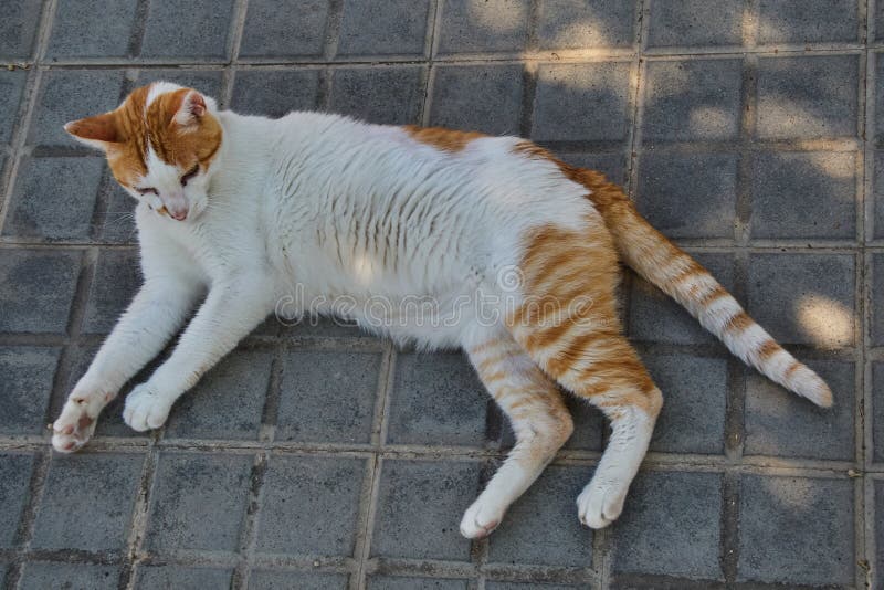 Adorable Cute Cat Lying on the Ground Stock Image - Image of feline ...
