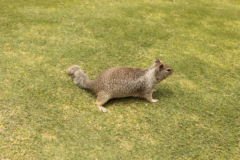 Adorable Cute Eastern Gray Squirrel on Green Grass . Sciurus ...