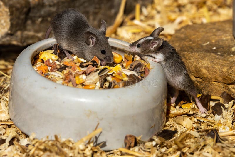 Adorable and Cute Little Mouse Stock Image - Image of pest, mouse ...