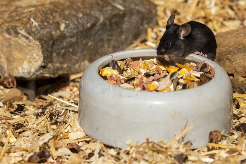 Adorable and Cute Little Mouse Stock Image - Image of wild, adorable ...