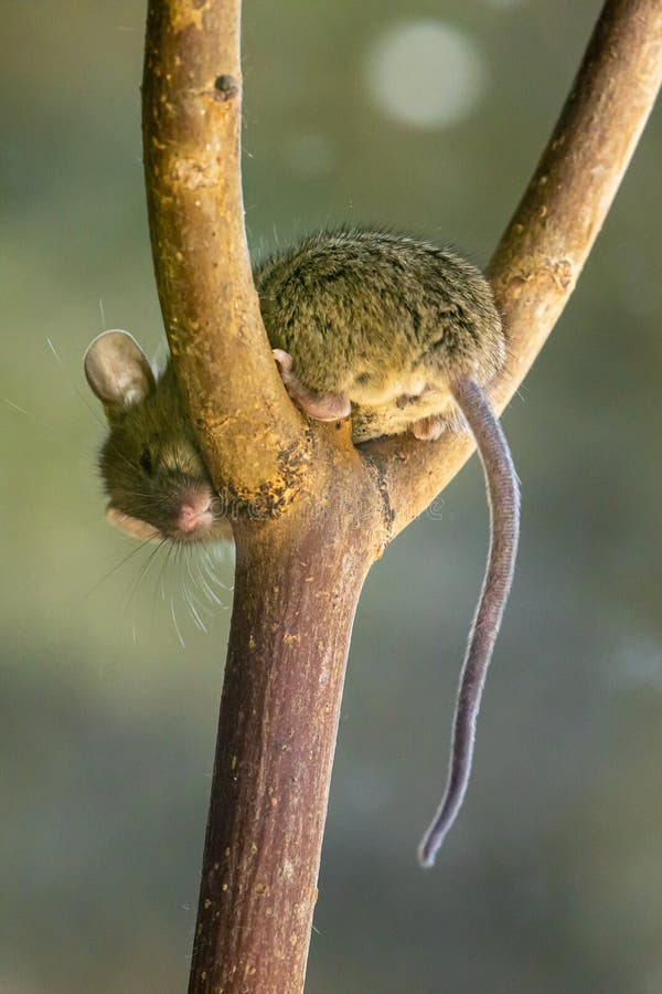 Adorable and Cute Little Mouse Stock Image - Image of grey, tree: 158599149