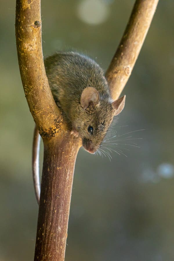Adorable and Cute Little Mouse Stock Image - Image of mammal, animals ...