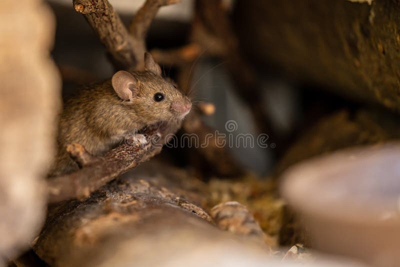 Adorable and Cute Little Mouse Stock Photo - Image of rodent, mammal ...