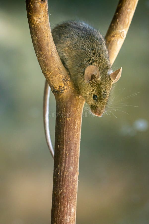 Adorable and Cute Little Mouse Stock Photo - Image of animal, grey ...